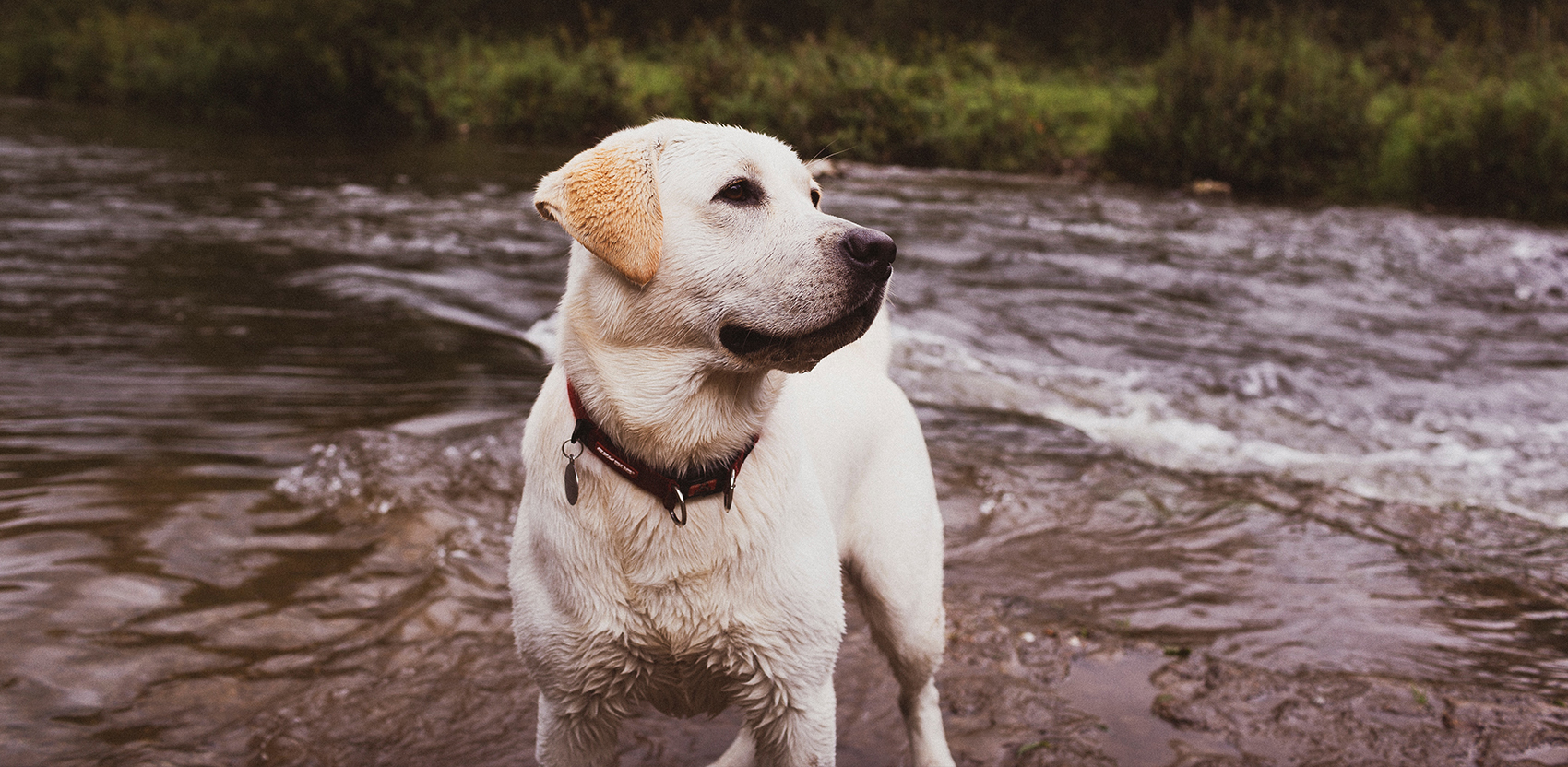 Our Stories - BC & Alberta Guide Dogs