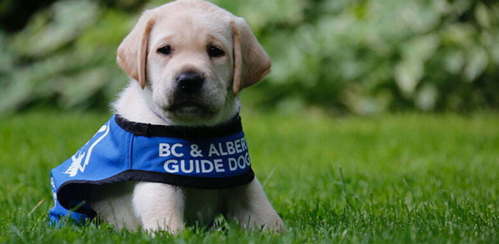 Dog Blog - BC & Alberta Guide Dogs