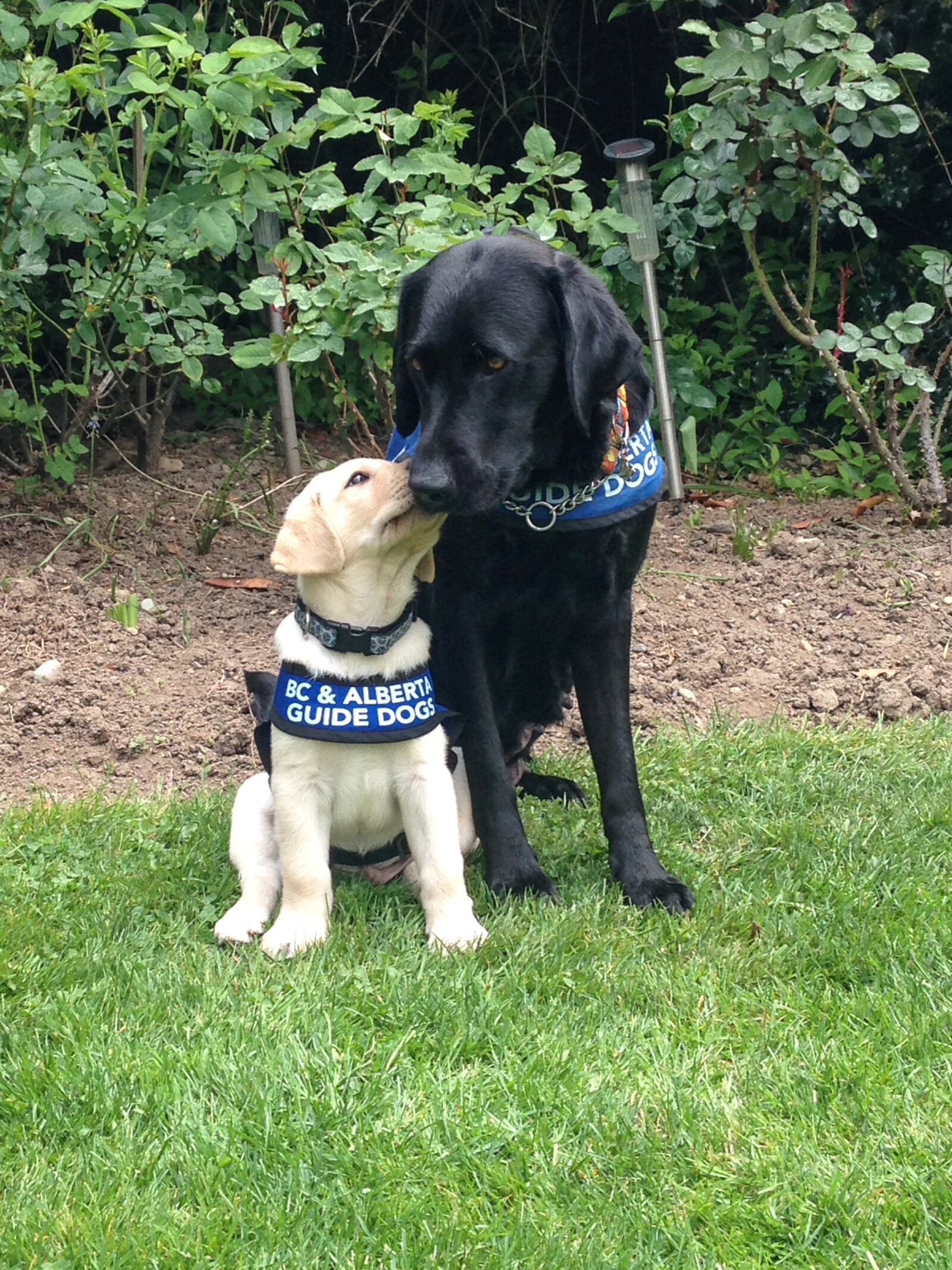 Ways to Give! - BC & Alberta Guide Dogs