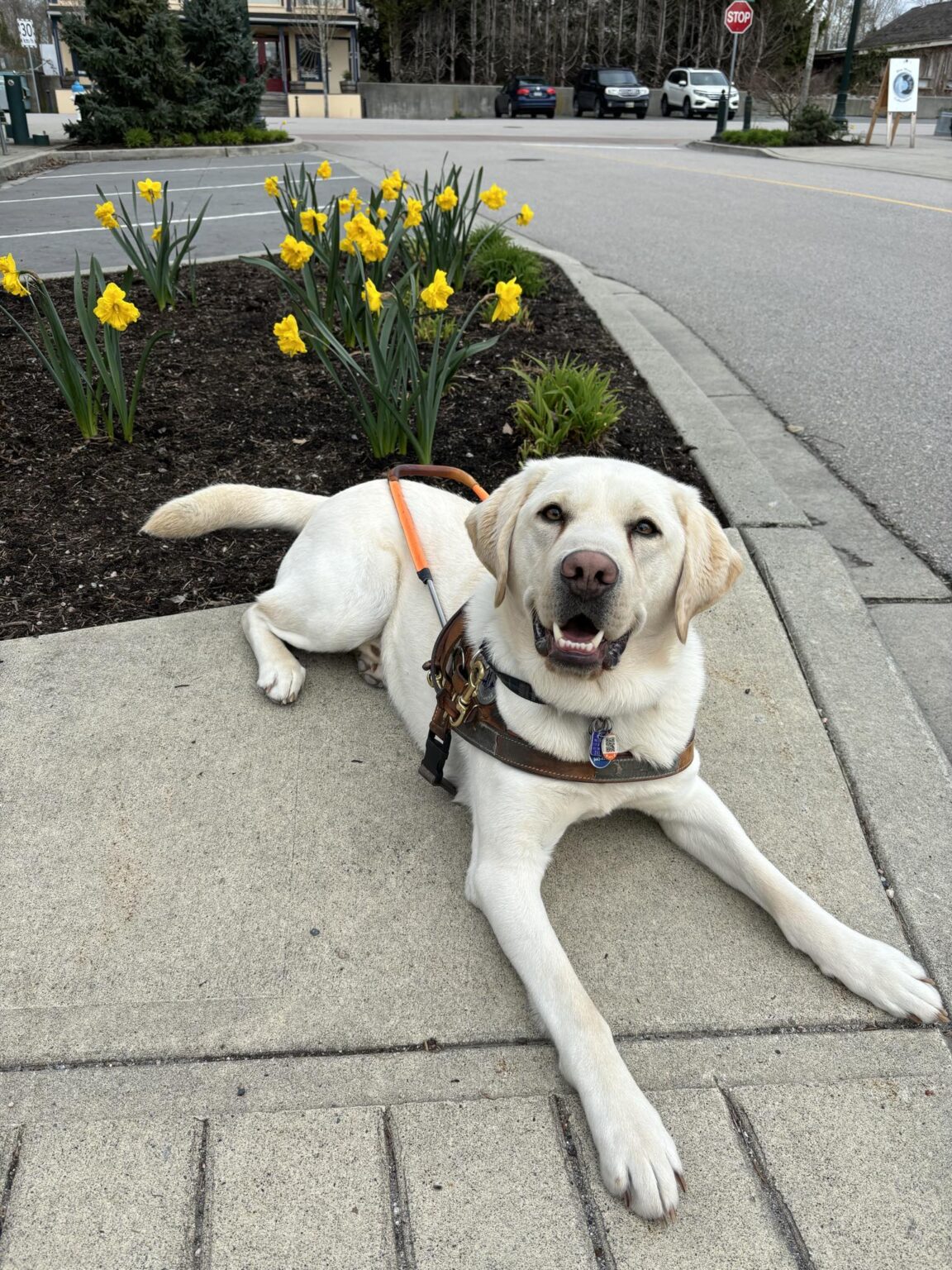 BC & Alberta Guide Dogs | 604-940-4504