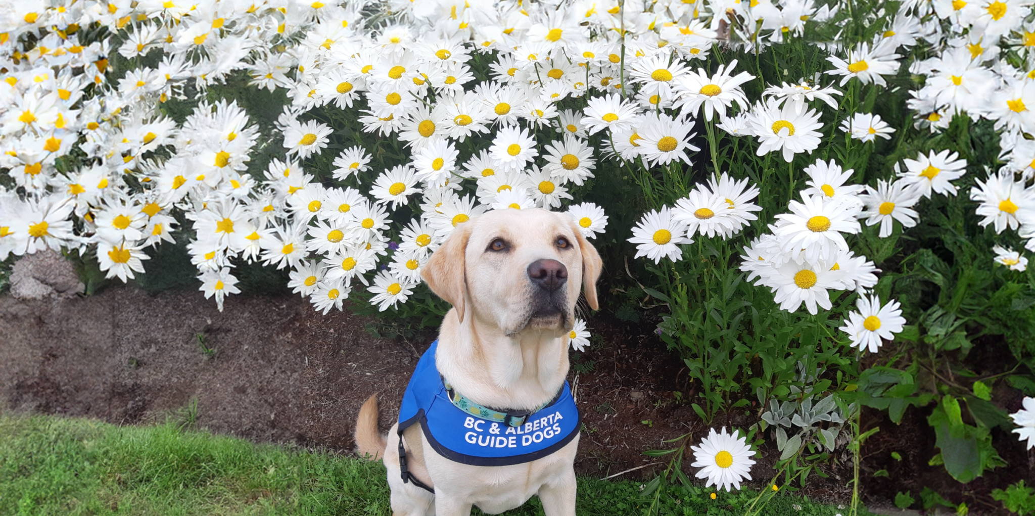 Fundraising - BC & Alberta Guide Dogs