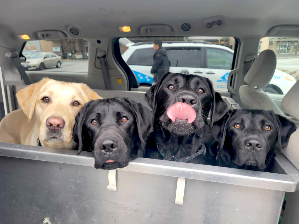 Dog Blog - BC & Alberta Guide Dogs