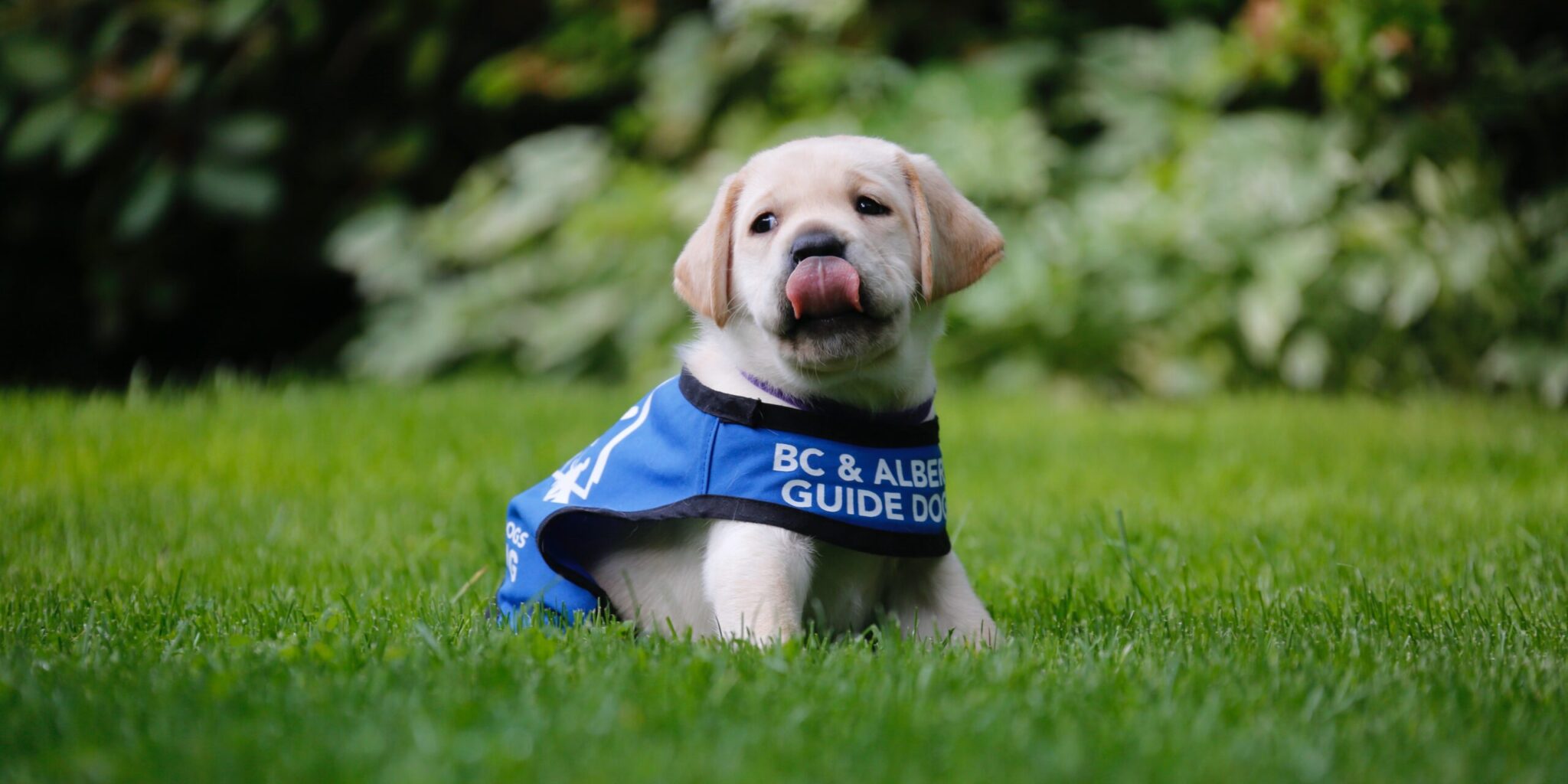 BC & Alberta Guide Dogs | 604-940-4504
