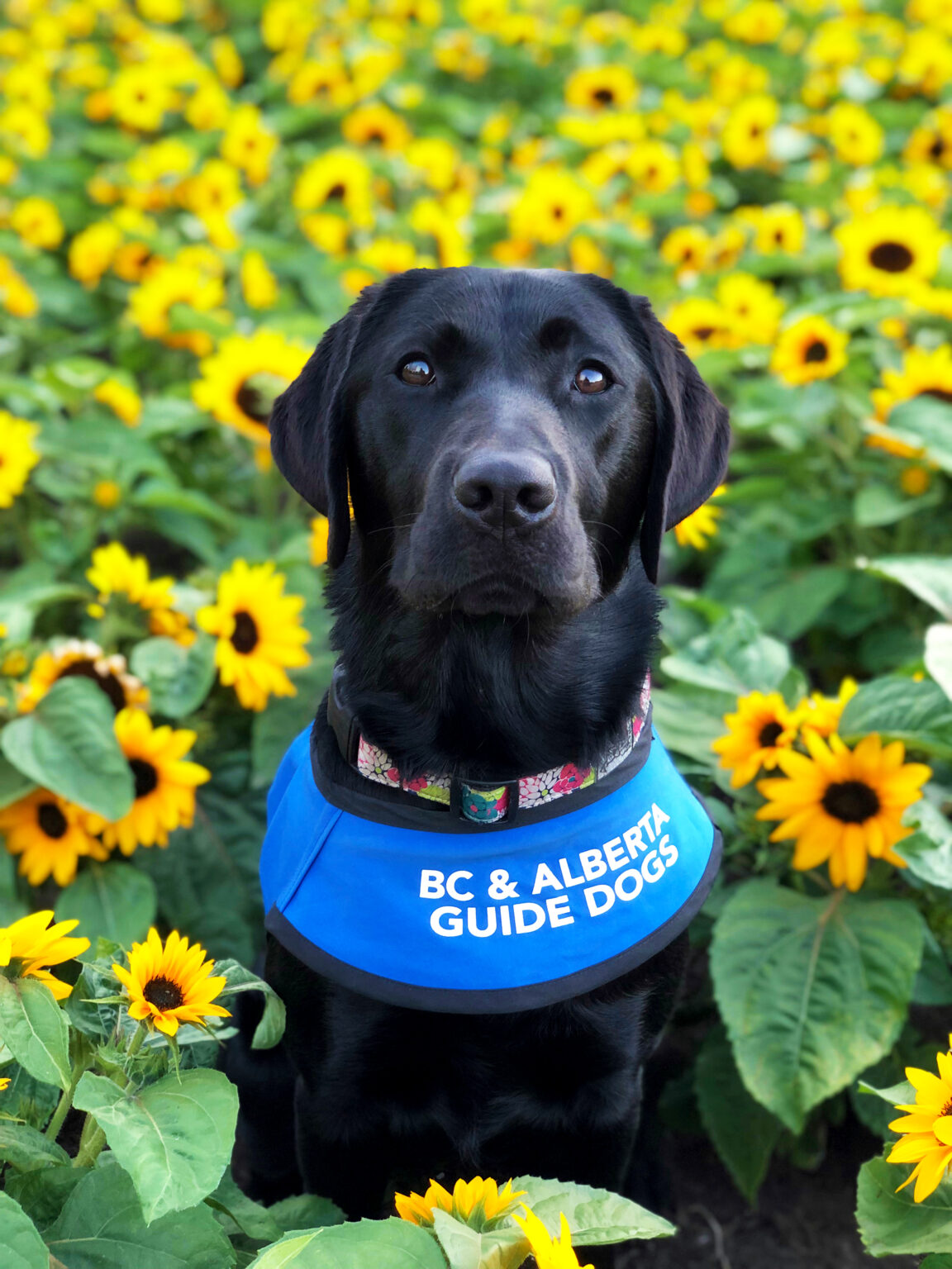 Ways to Give! - BC & Alberta Guide Dogs