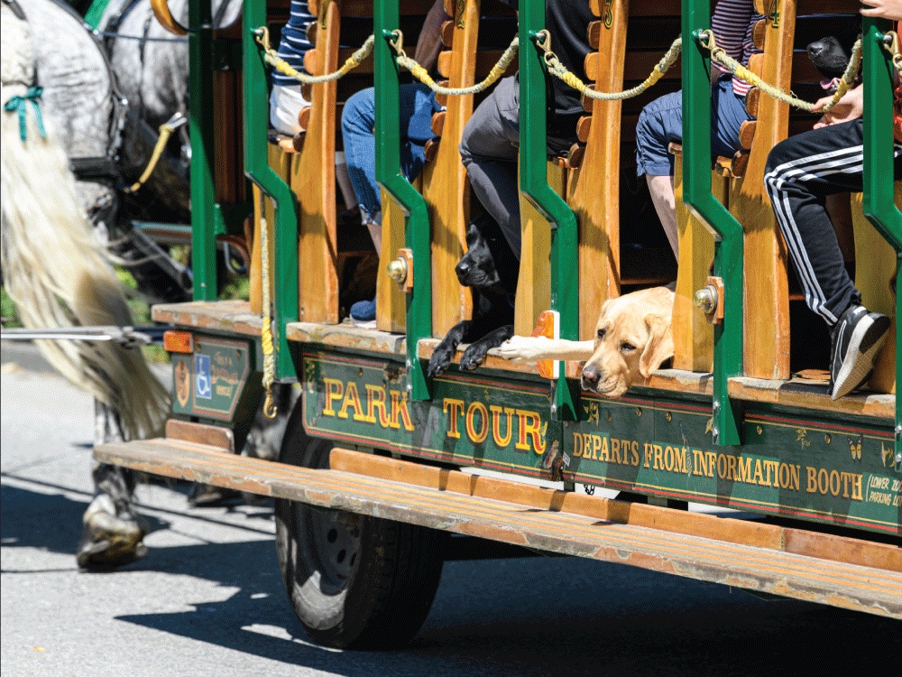 BC & Alberta Guide Dogs | 604-940-4504