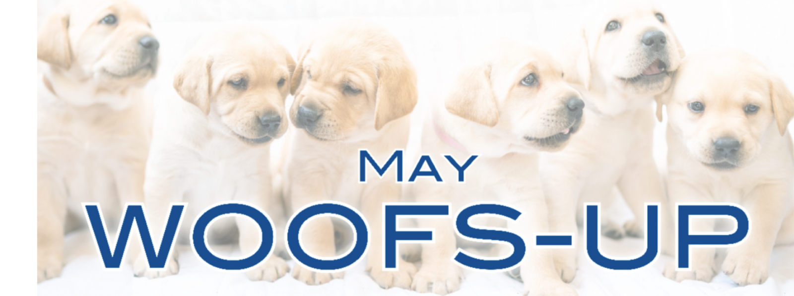 BC & Alberta Guide Dogs | 604-940-4504