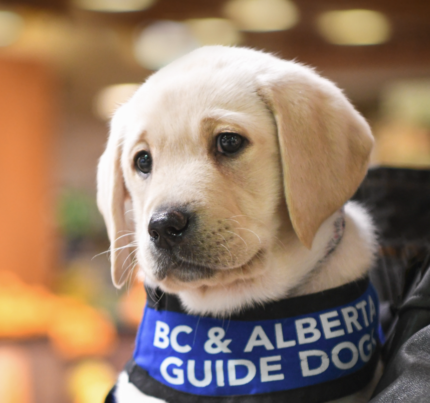 2024 Puppy Pawty - BC & Alberta Guide Dogs