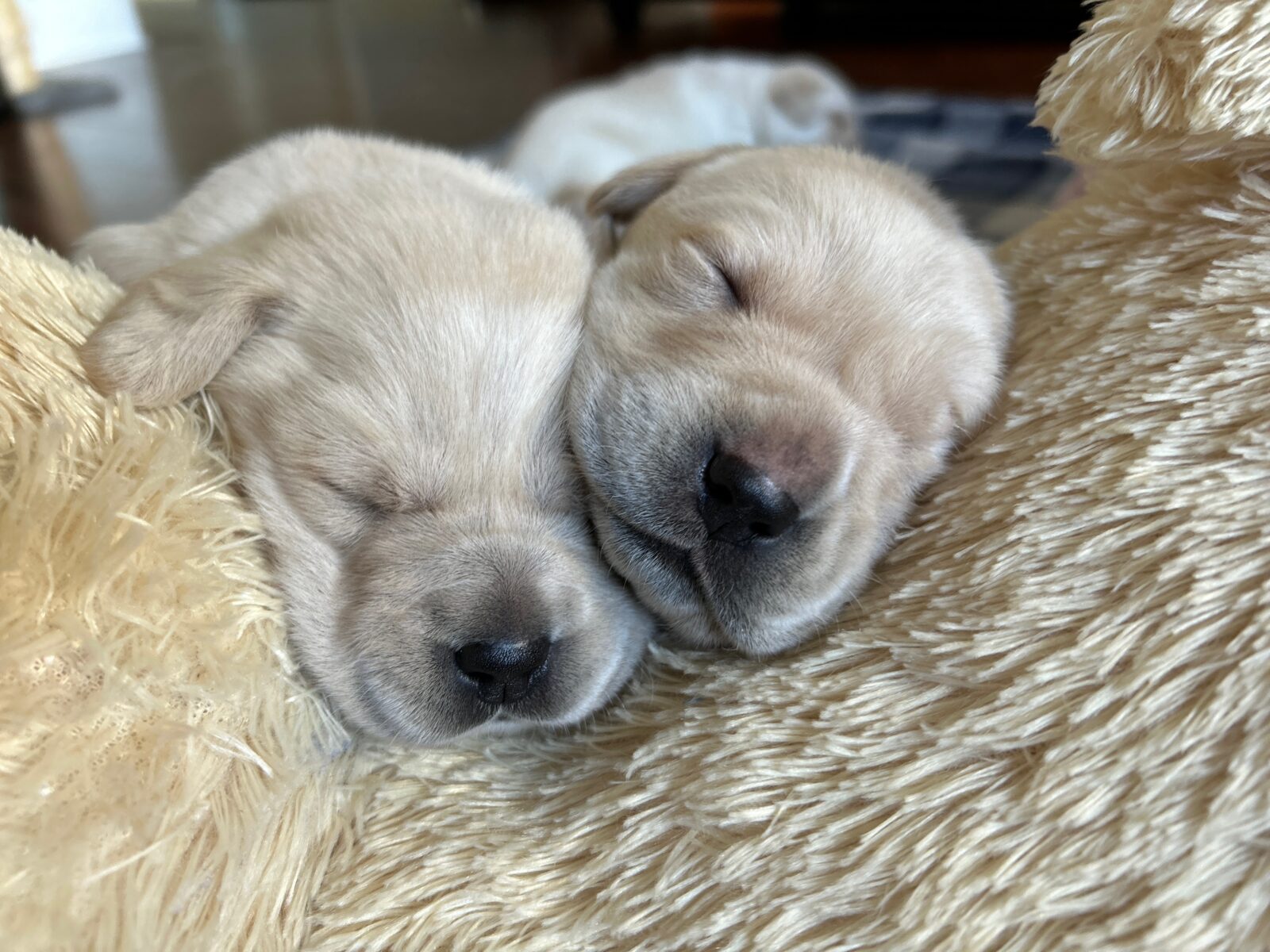 Brand Resources - BC & Alberta Guide Dogs