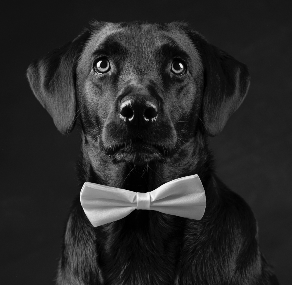 Events - BC & Alberta Guide Dogs