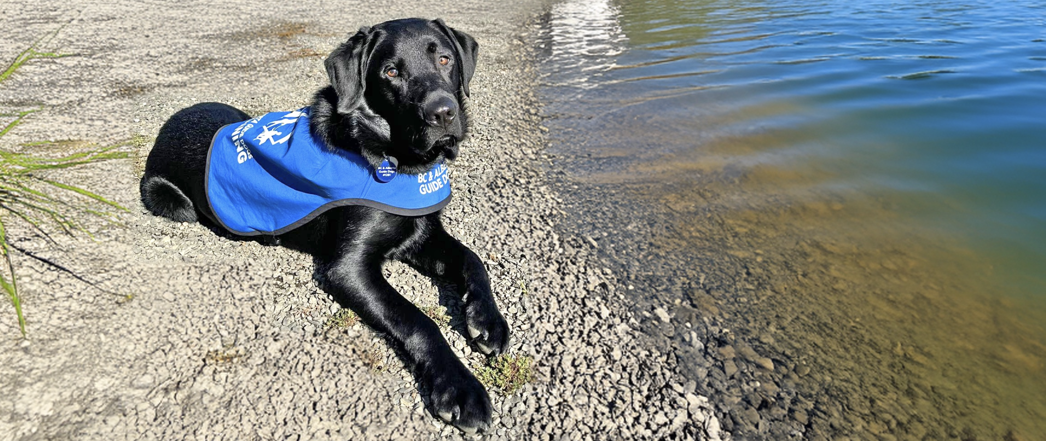 CELEBRATING INTERNATIONAL GUIDE DOG DAY - BC & Alberta Guide Dogs