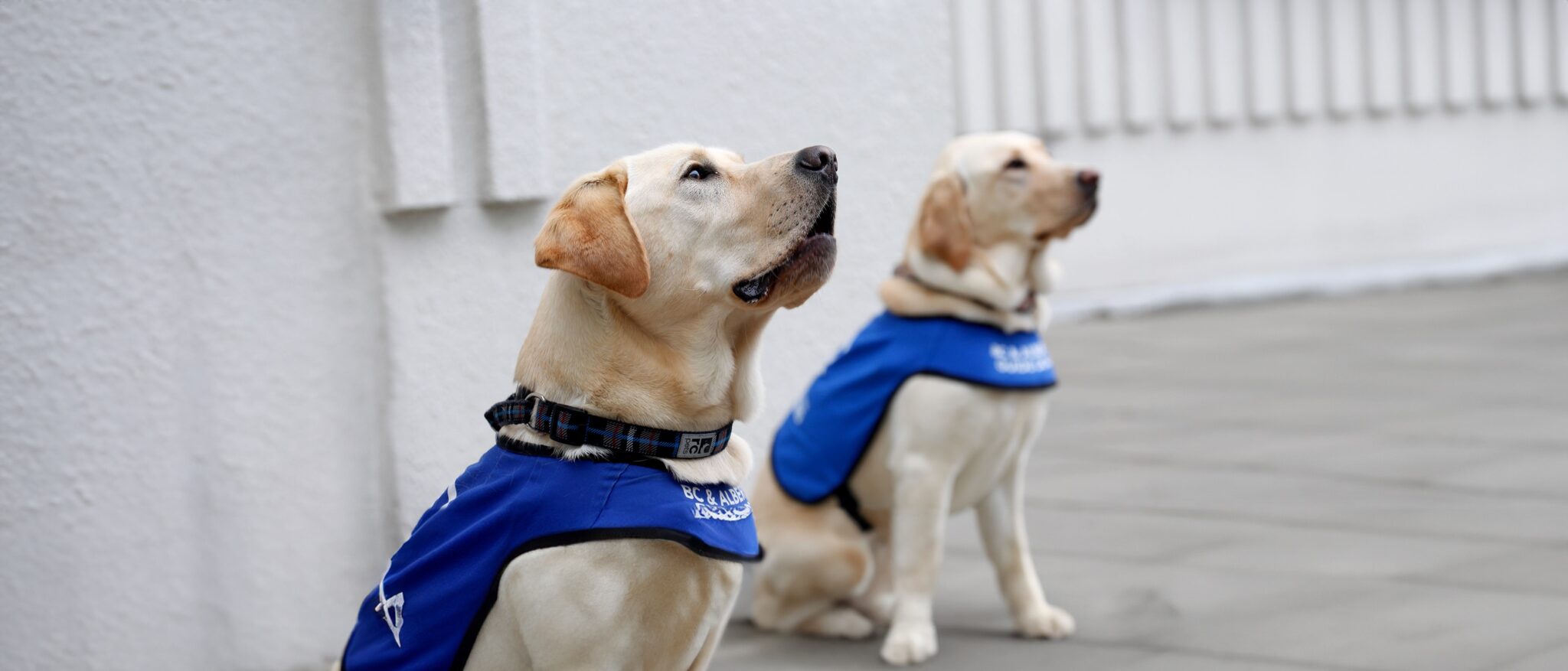 Giving Tuesday - BC & Alberta Guide Dogs